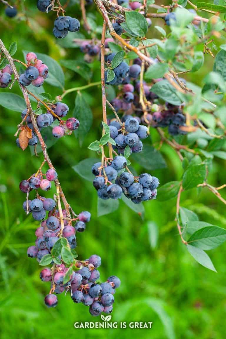 5 Secrets To Growing Brilliant Blueberries | Gardening is Great