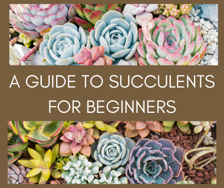 A Guide to Succulents For Beginners – Gardening is Great