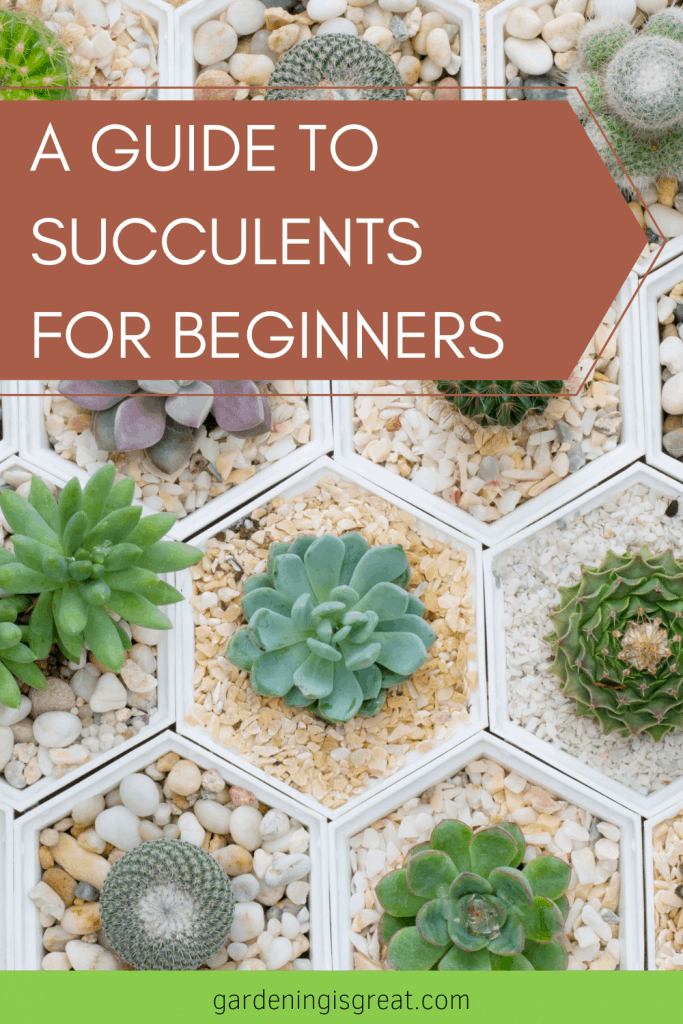 A Guide to Succulents For Beginners – Gardening is Great