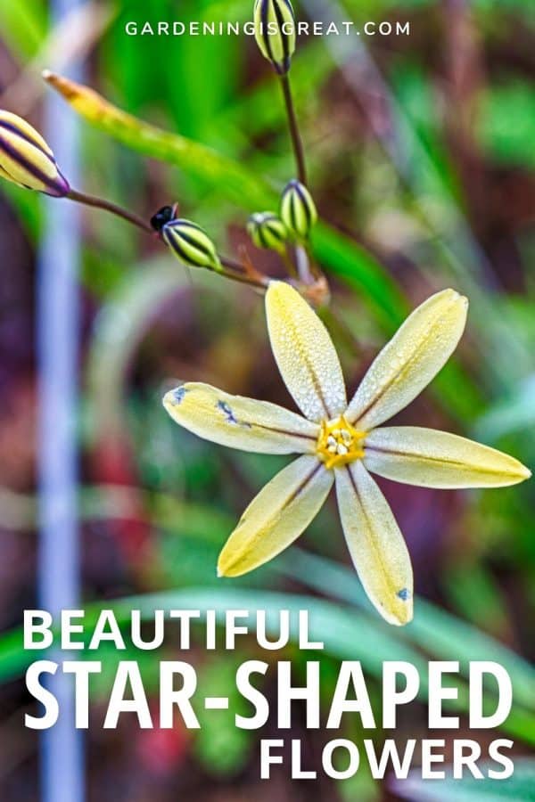 20 Star-Shaped Flowers - Unique Flowers Shaped Like Stars – Gardening ...