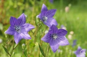 20 Star-Shaped Flowers - Unique Flowers Shaped Like Stars – Gardening ...