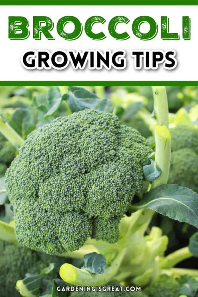 7 Top Broccoli Growing Tips to Grow the Best Broccoli – Gardening is Great