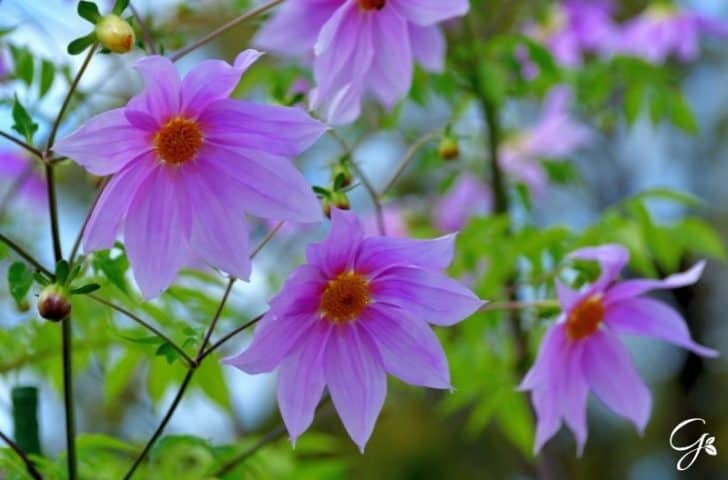 20 Star-Shaped Flowers - Unique Flowers Shaped Like Stars – Gardening ...