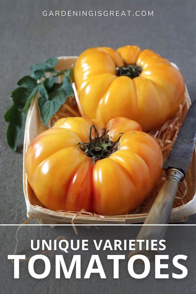 11 Unique Tomato Varieties Worth Growing – Gardening is Great