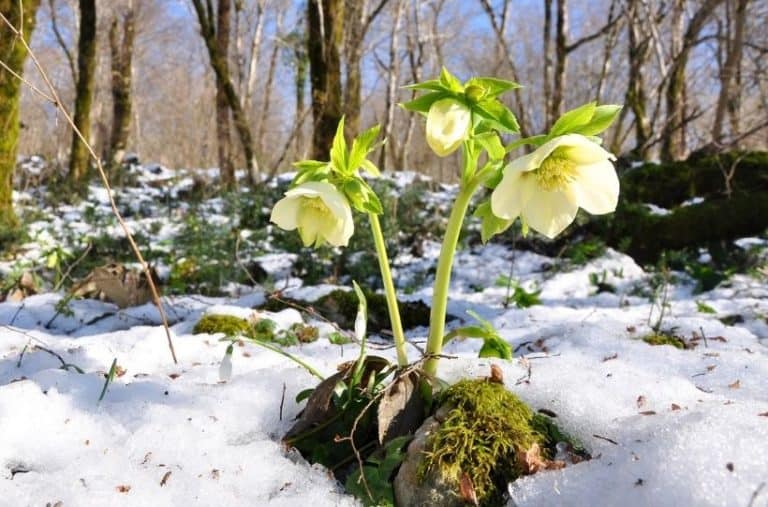 8 Bold Winter Flowering Plants To Brighten Your Garden In Winter ...