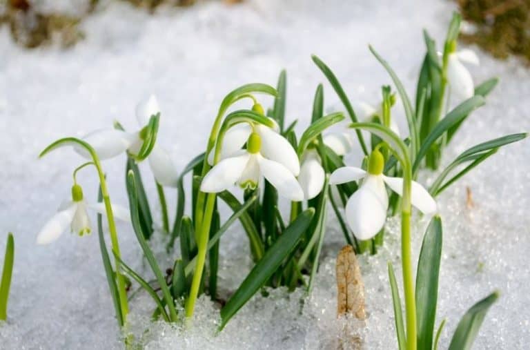 8 Bold Winter Flowering Plants To Brighten Your Garden In Winter ...