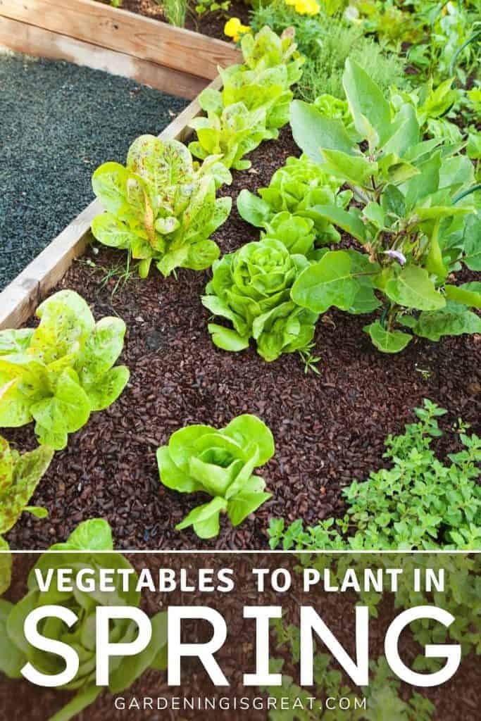 5 Vegetables To Plant In Spring – Gardening is Great