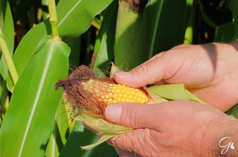 Harvesting Sweet Corn: When And How To Harvest Sweet Corn – Gardening ...