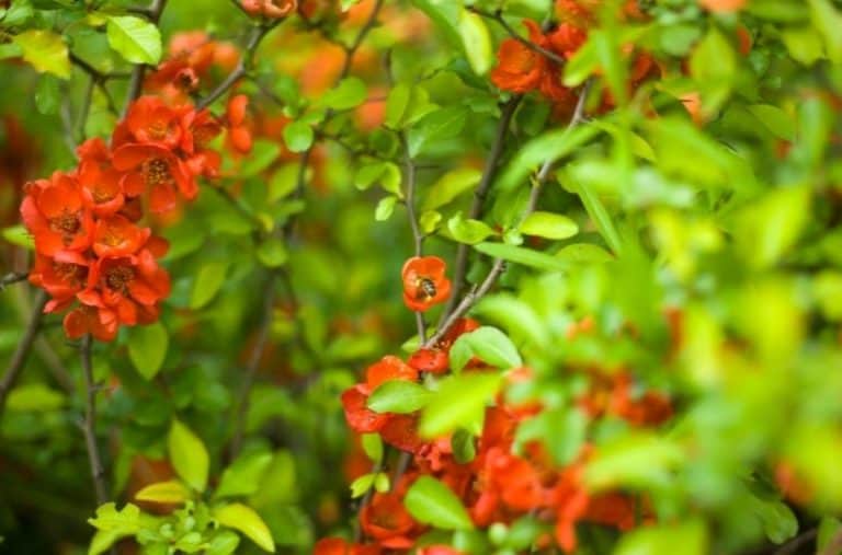 4 Of The Best Spring Flowering Shrubs – Gardening is Great