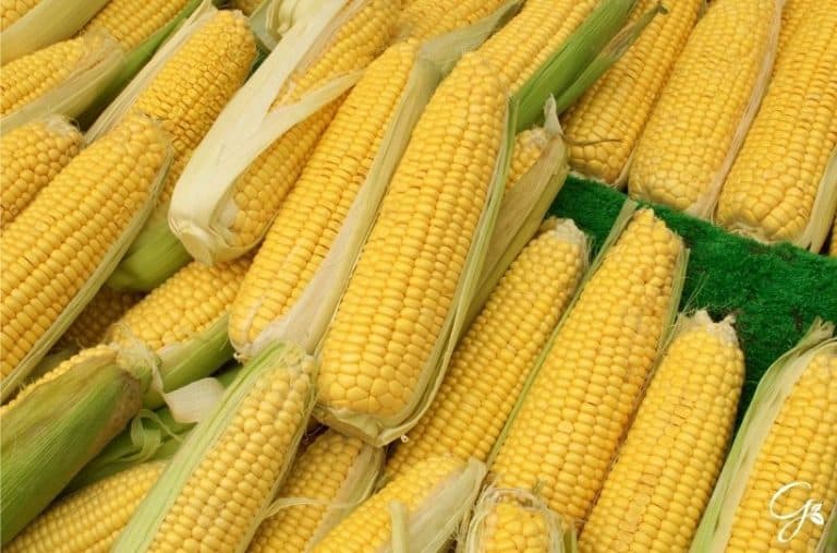 Harvesting Sweet Corn: When And How To Harvest Sweet Corn – Gardening ...