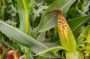Harvesting Sweet Corn: When And How To Harvest Sweet Corn – Gardening ...