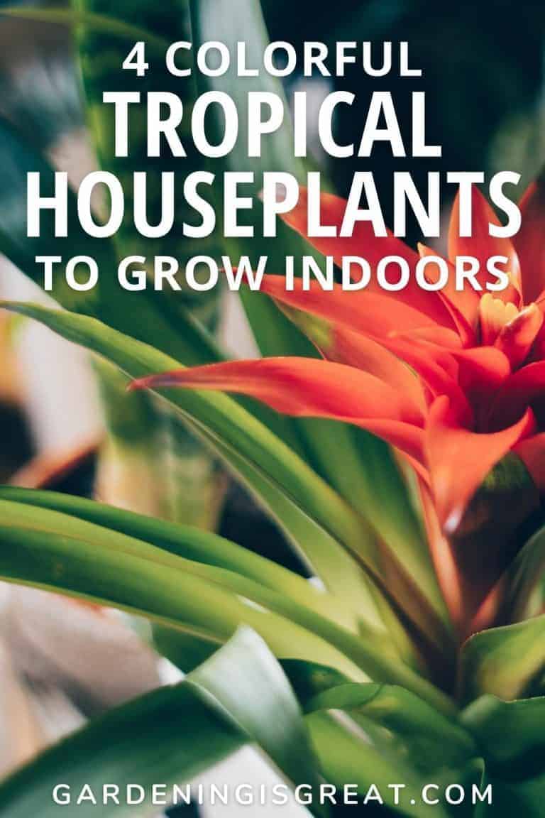 4 Colorful Tropical Houseplants To Grow Indoors – Gardening is Great