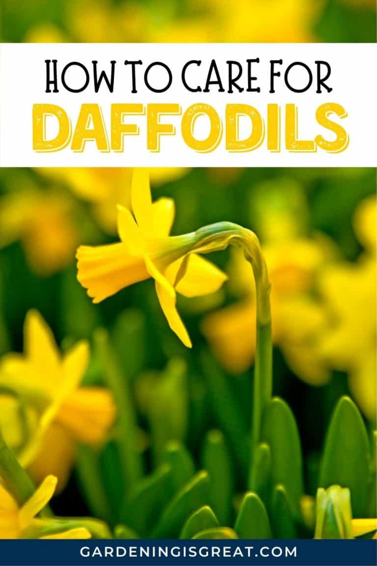 How To Care For Daffodils: Daffodil Plant Care – Gardening is Great