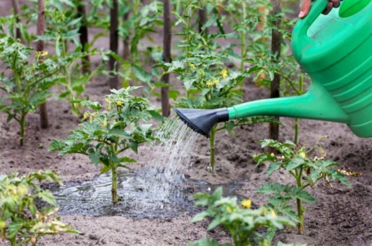 How Often To Water Tomato Plants? – Gardening is Great