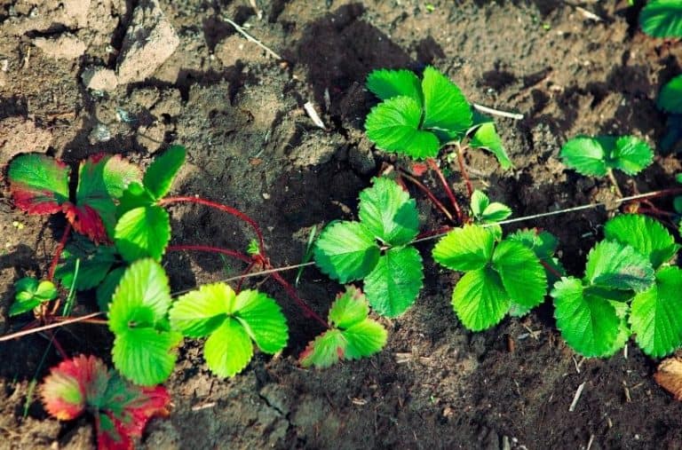 How To Plant and Grow Strawberries From Seeds – Gardening is Great