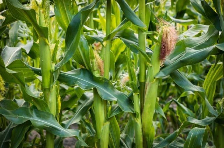 How To Grow Corn In Your Garden – Gardening is Great