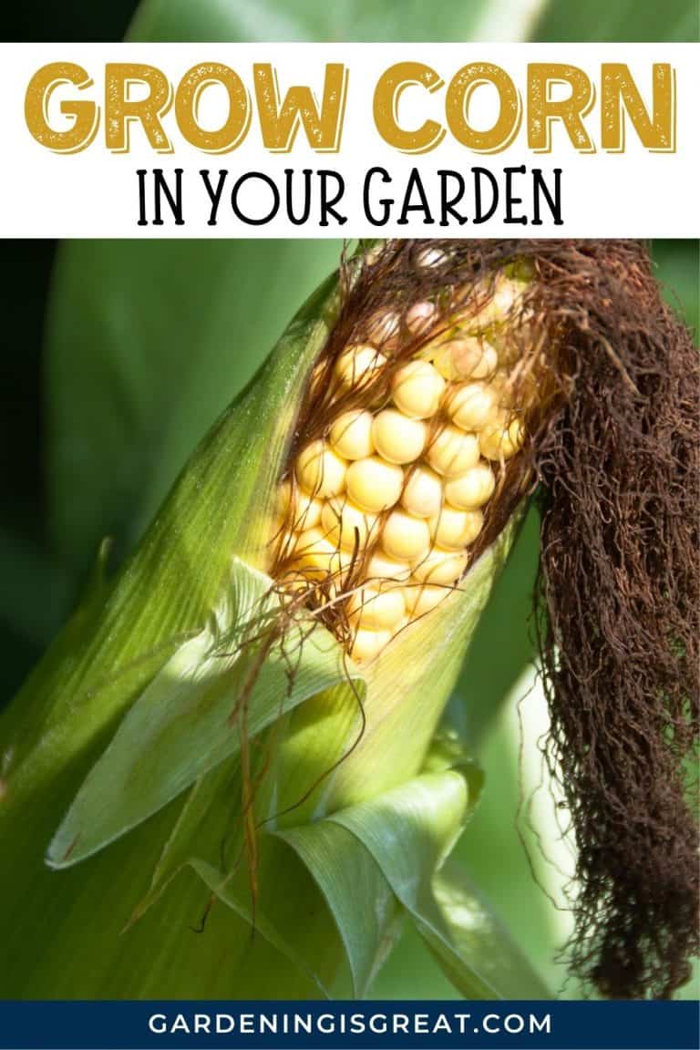 How To Grow Corn In Your Garden – Gardening is Great
