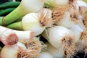 How To Grow Spring Onions – Gardening is Great