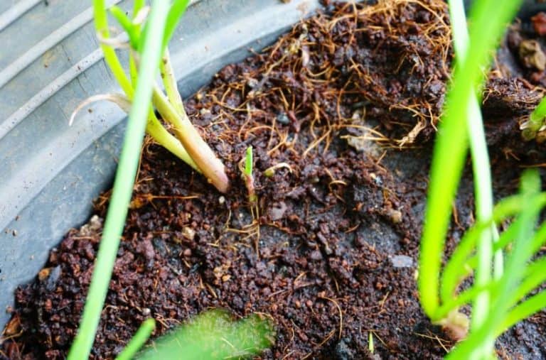 How To Grow Spring Onions – Gardening is Great