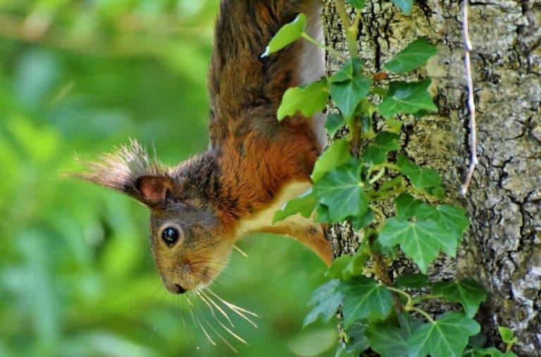 How To Attract Squirrels To Your Backyard – Gardening is Great
