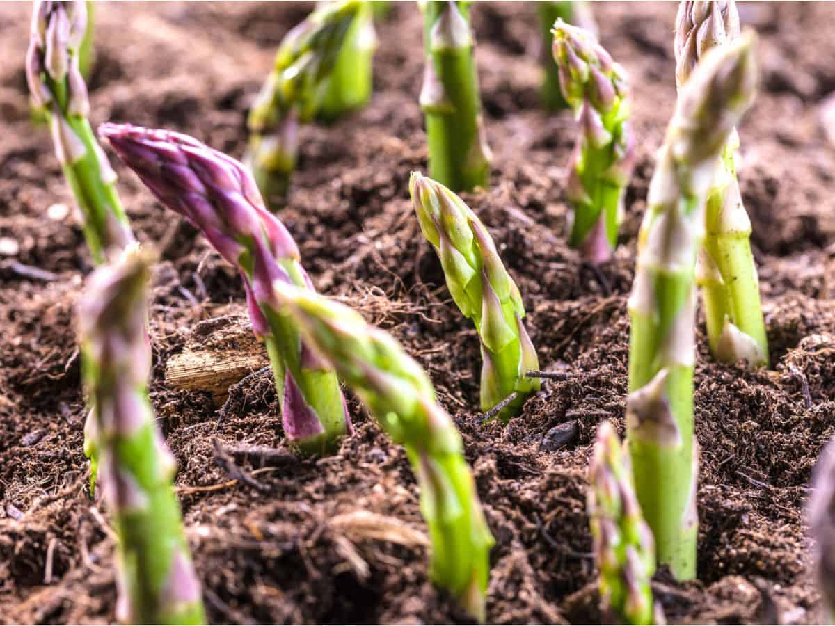 How to Plant and Grow Asparagus – Gardening is Great