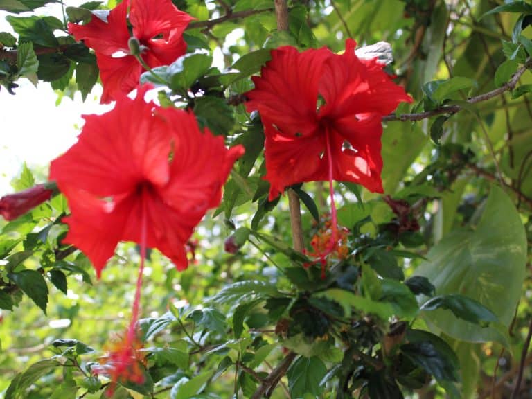 5 Spectacular Trees with Red Flowers Perfect For Your Garden ...